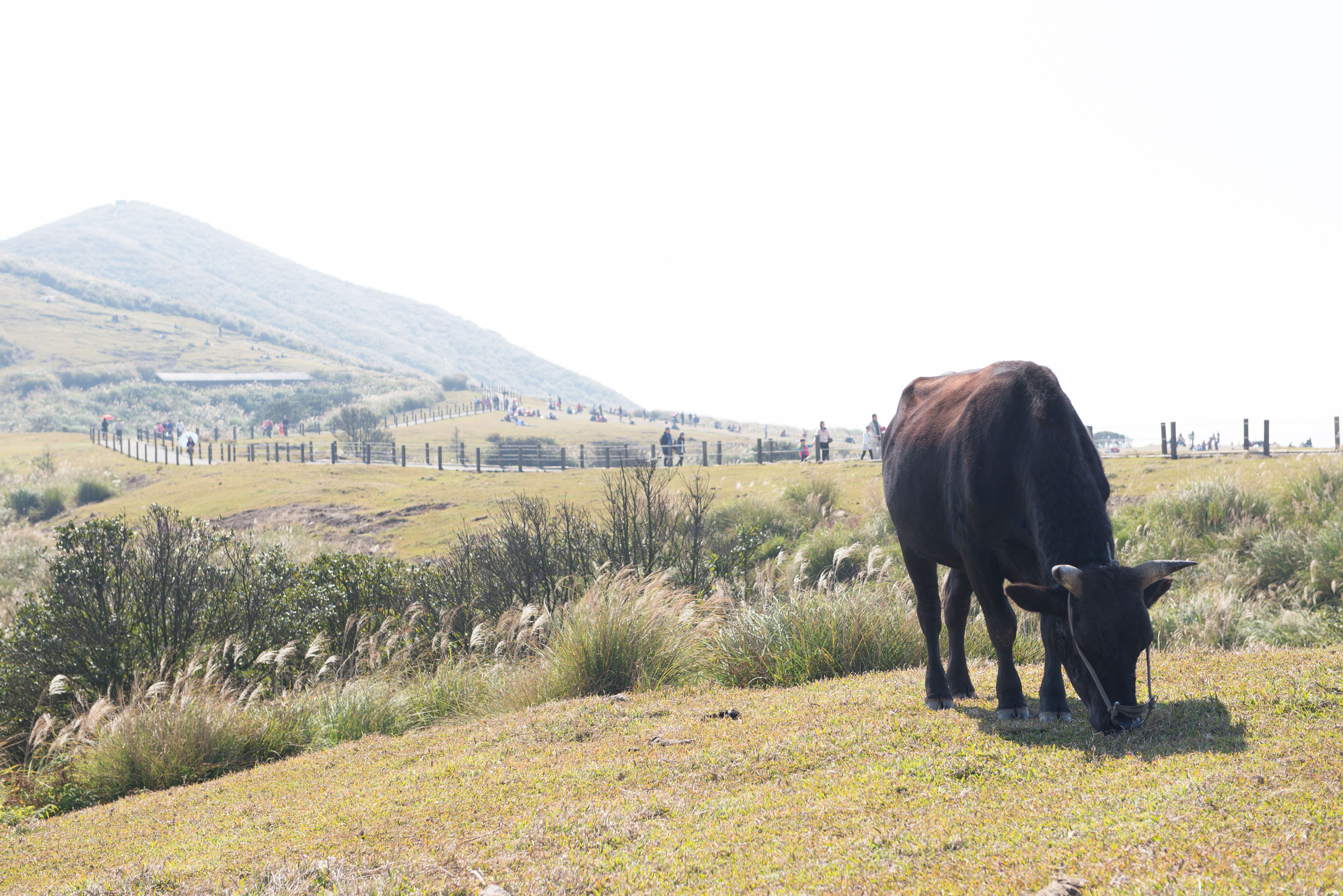 2026陽明山包車到府接送必讀！一日遊、半日遊包車價錢資訊一覽 | tripool 旅步